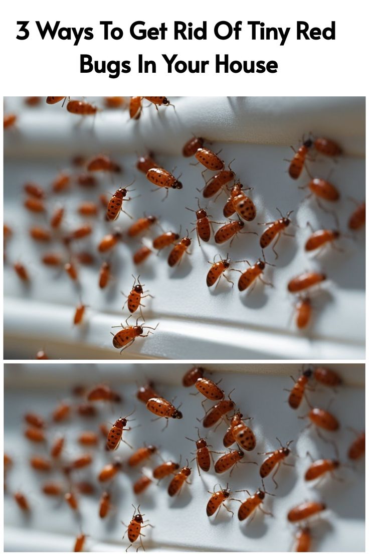 How to Rid Tiny Bugs in the House: Identifying Small Indoor Insects