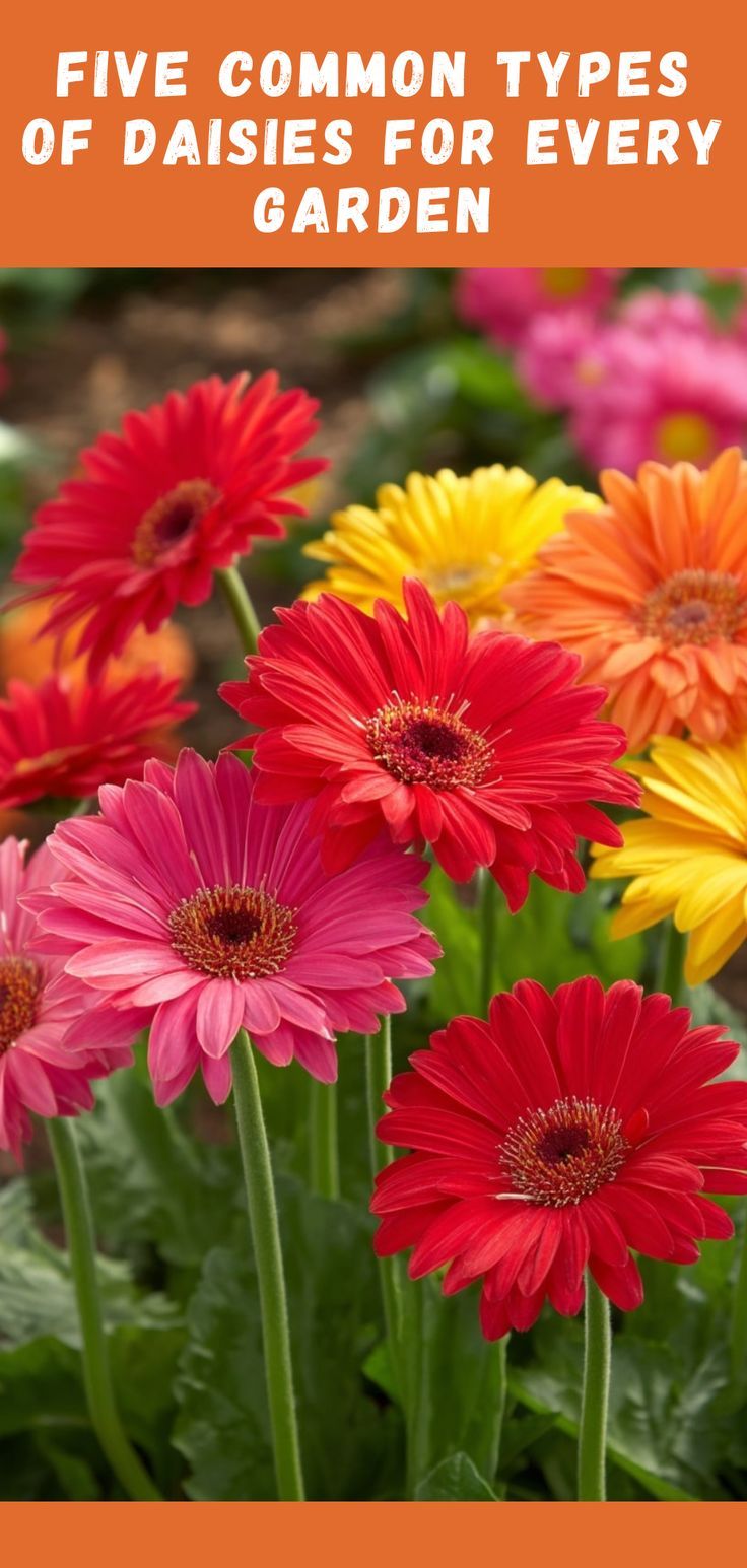 Daisies Flowers: Types of Daisy Varieties, Colours & Small Daisies