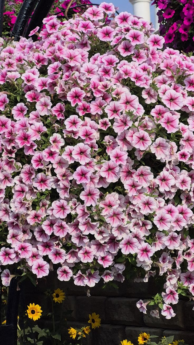 Petunia Flower: Types, Colors, Growth Habits & Petunia Care